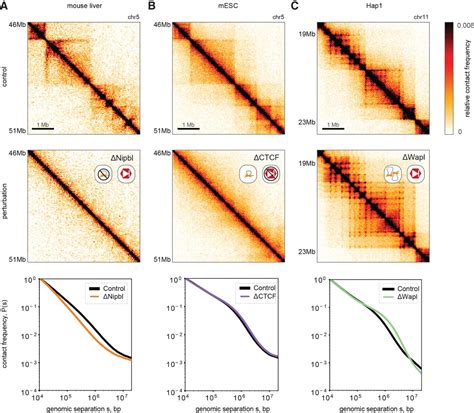 Emerging Evidence Of Chromosome Folding By Loop Extrusion
