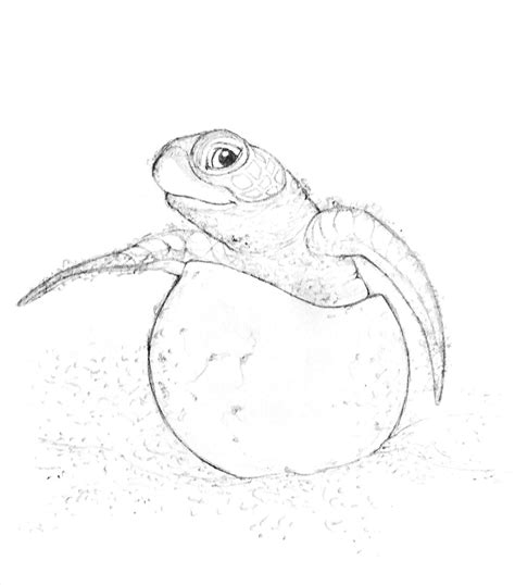 Turtle Eggs Drawing At Jaime Trujillo Blog