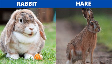 Rabbit Vs Hare Differences And Similarities Whyrabbitscom