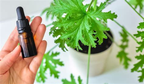 Insect Repellent Plants For Home At Mary Settle Blog