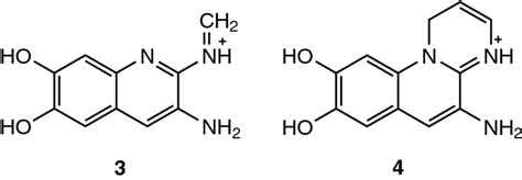 Characteristic Fragments For Pyoverdine 3 And Isopyoverdine 4 Download Scientific Diagram