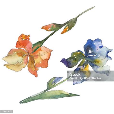 오렌지와 블루 홍 식물 꽃입니다 수채화 배경 그림 설정 합니다 격리 된 아이리스 그림 요소입니다 그리기에 대한 스톡 벡터 아트 및 기타 이미지 Istock