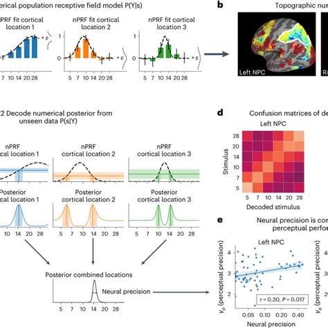 Neural Magnitude Representations In Parietal Cortex A Illustration Of