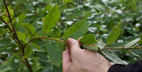 Salix Bebbiana Bebbs Willow Trees Canadensis