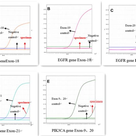 Arms Pcr Gene Sequencing Illustrated Egfr 18 A Egfr 19 B Egfr 20 Download Scientific