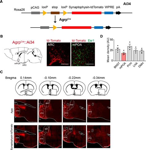 Agrp Neurons Project To The Medial Preoptic Area And Modulate Maternal