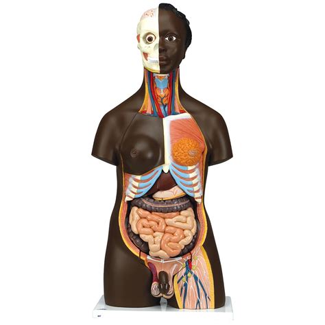 3b Scientific® Dual Sex Torso With African Features Human Biology Models