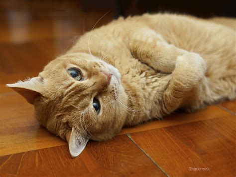 Feline Hyperthyroidism In Cats