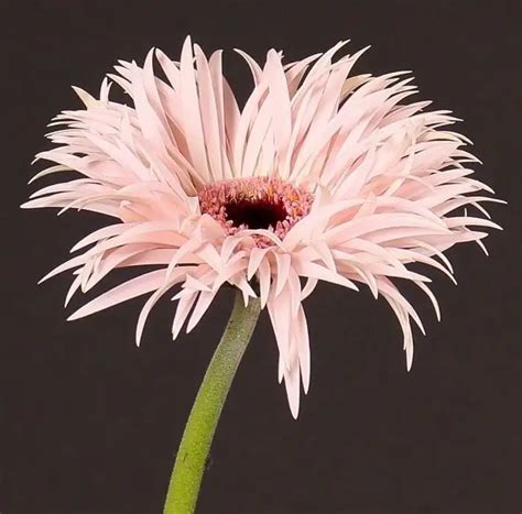 거베라의 모든것 잘 키우는 방법 기원과 생육 특징 Botanical House