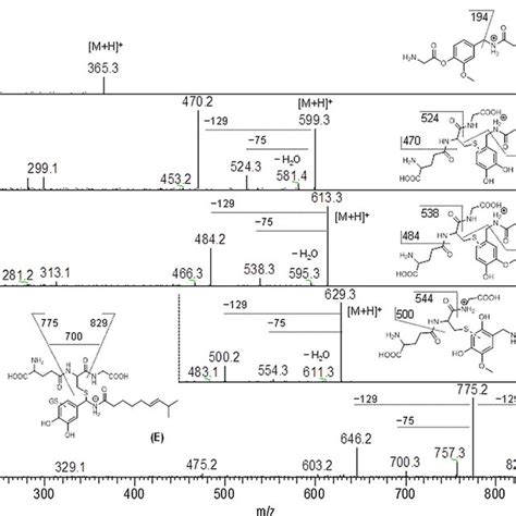 Msms Spectra And Proposed Interpretation Of Spectral Fragmentation Of