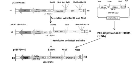 Schematic Diagram Of The Plant Expression Vector Download Scientific Diagram