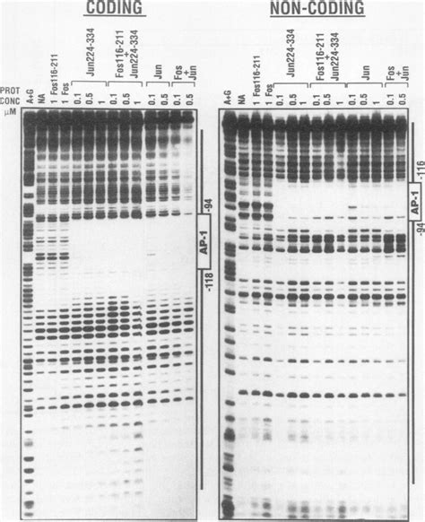 Dna Binding Activities Of Full Length And Truncated Fos And Jun Download Scientific Diagram