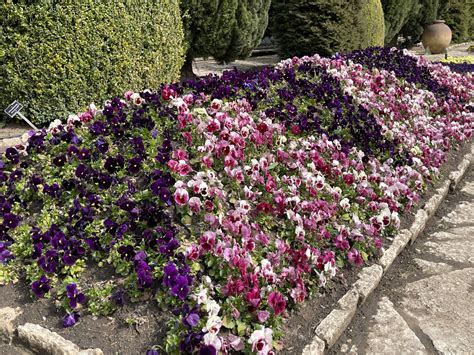 Цветен разкош Парад на лалета и теменужки в Ботаническата градина в Балчик снимки Про Нюз