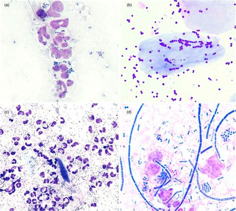 Antimicrobial Use Guidelines For Canine Pyoderma By The International