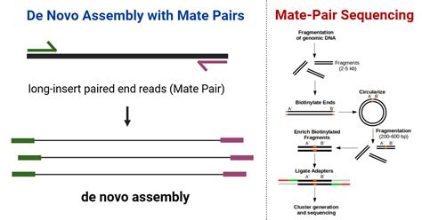 Mate Pair Sequencing Principle Steps Applications Diagram