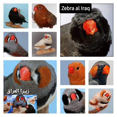 زيبرا العراق 🍁 𝐙𝐞𝐛𝐫𝐚 𝐚𝐥 𝐈𝐫𝐚𝐪 Facebook