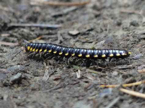 Grasshopper Hanson Ridge The Excursion And Grasshopper Peak