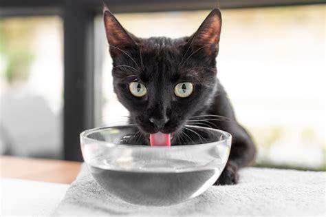 Gato Tomando Leite Imagens Download Grátis No Freepik
