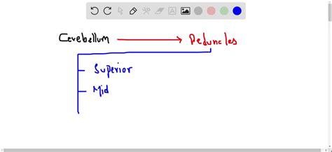 SOLVED The Corpus Callosum Has A Special Function In The Structure Of The Brain What Is This