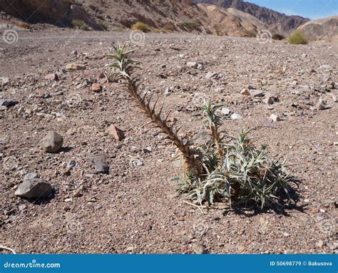 Blepharis Ciliaris Desert Plant Stock Image Image Of Flora Ciliaris 50698779