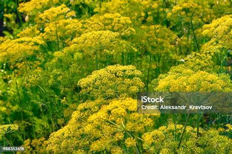 채소 밭에 딜의 노란색 꽃을 닫습니다 회 향 우산 자연 배경 0명에 대한 스톡 사진 및 기타 이미지 0명 개화 건강한 식생활 Istock