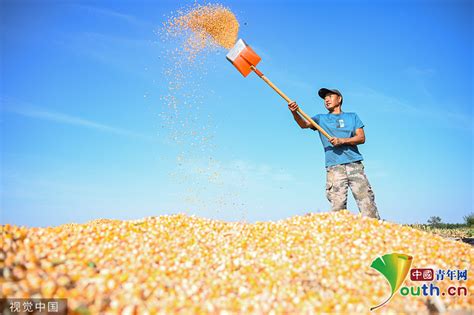 Xinjiang Witnessed A Bumper Harvest Of 43000 Mu Of Cornenglishchina