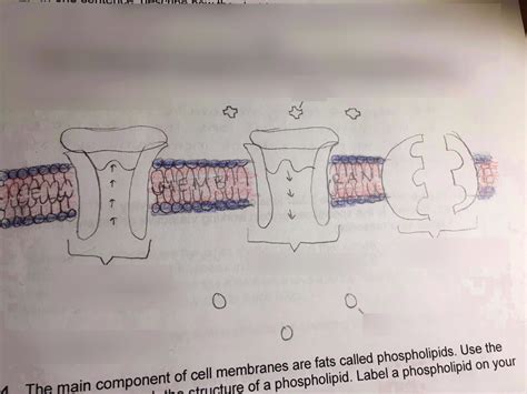 Hbs 22 Quiz Cell Membrane Diagram Quizlet