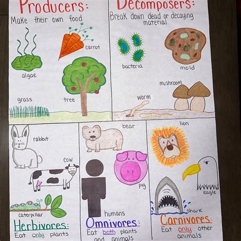 Classification Chart Etsy