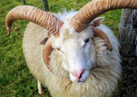 Islandic Sheep With Two Sets Of Horns Photograph By Allan Levin Pixels