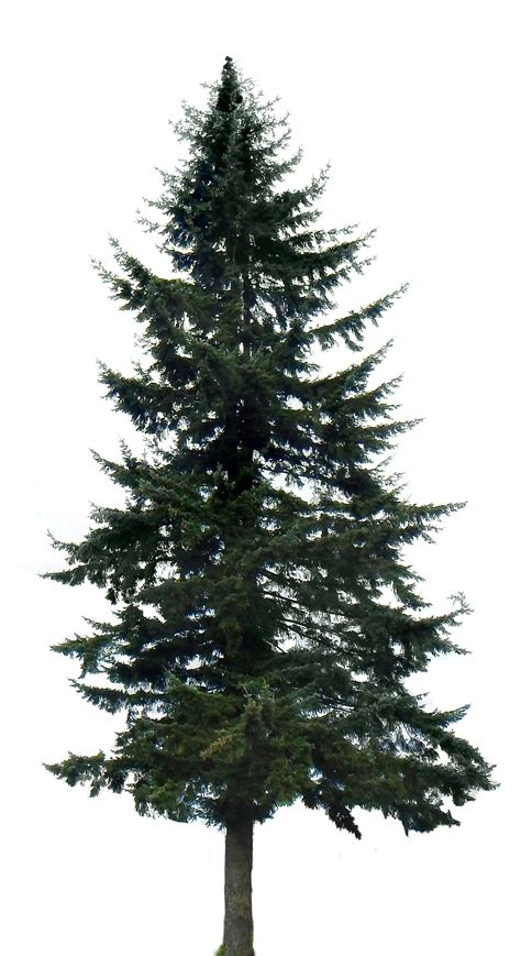 Tree Render Png Transparent Background Images And Photos Finder