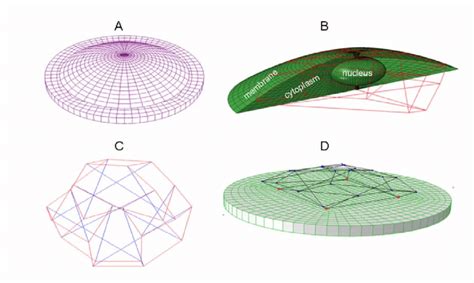 Finite Element Model Of An Adherent Cell A Cell Adhered On A