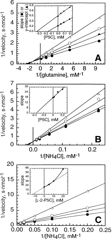 Double Reciprocal Plots Showing The Inhibition Of Ctp Synthase Activity Download Scientific