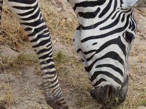 Zebra Foot Images Free Download On Freepik