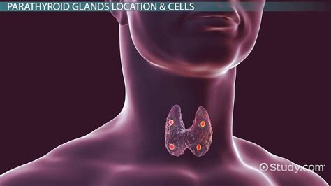 Parathyroid Gland Location
