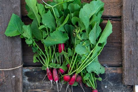 Dlaczego Rzodkiewka Rośnie W Liście Ogarnij Ogród