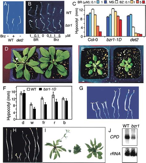 Nuclear Localized Bzr1 Mediates Brassinosteroid Induced Growth And