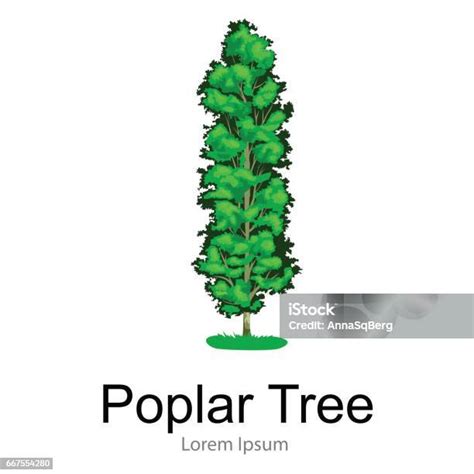 녹색 잔디 벡터 일러스트 레이 션에 흰색 배경 아이콘 분기와 야외 공원에 만화 격리 된 포 플 러 여름 나무 Leafs 0명에