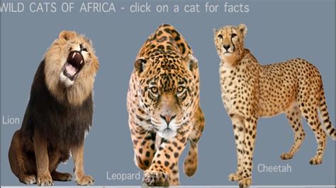 Types Of Wild Cats In Africa