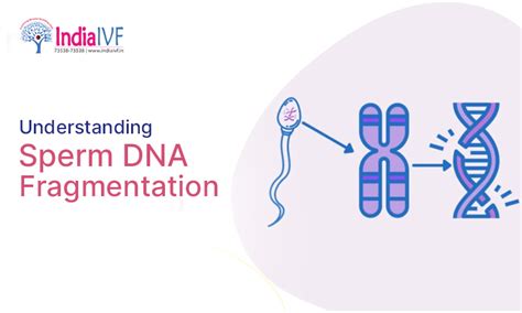 Sperm Dna Fragmentation A Comprehensive Guide By India Ivf Fertility