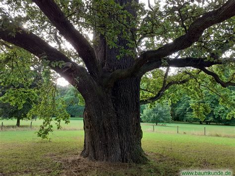 Eiche In Der Karlsaue