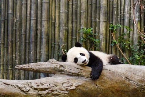 6 Powerful Ways To Build Habits When You Have Zero Motivation Element Tarot