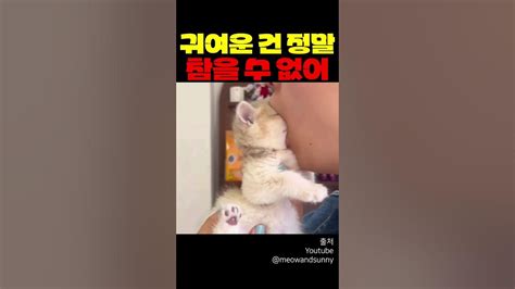 귀여운 건 정말 참을 수 없어 Youtube