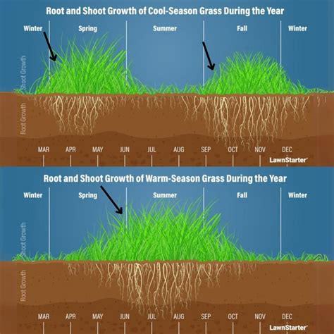 How Often Dethatch Lawn For Healthier Grass