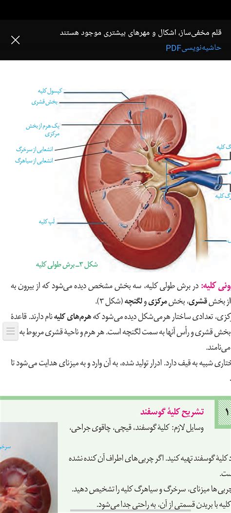 تدریس ساختار درونی کلیه ها زیست شناسی دهم تجربی کنکور آکادمی امروز