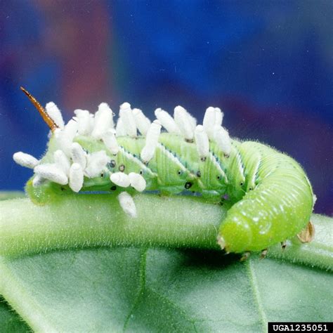 Hornworms Got Pests Board Of Pesticides Control Maine Dacf