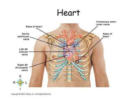 Ppt Anatomy Of The Cardiovascular System Powerpoint Presentation