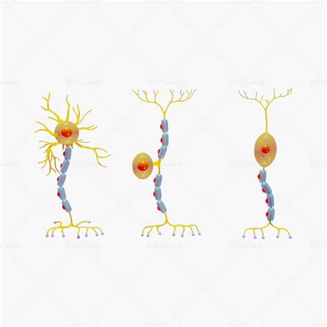 Types Of Neurons 3d Model