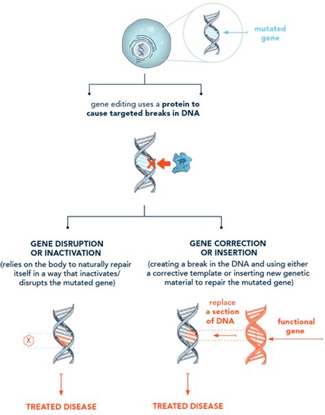 How Does Gene Therapy Work Types Of Gene Therapy