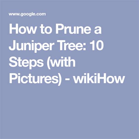 How To Prune A Juniper Tree Steps With Pictures WikiHow Prune Juniper Tree Juniper