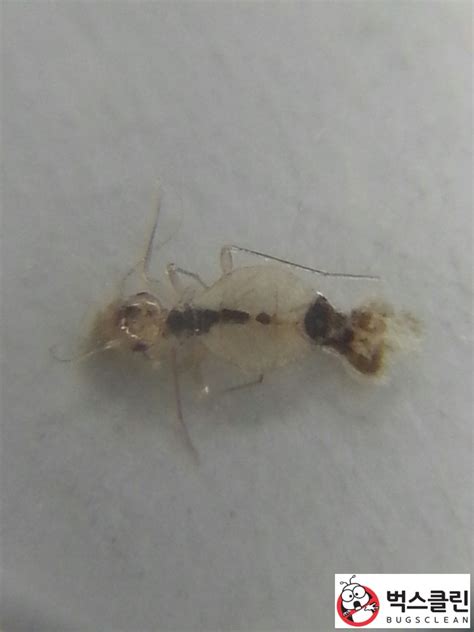 용인 새 아파트 먼지 다듬이 퇴치 친환경 소독 진행 네이버 블로그